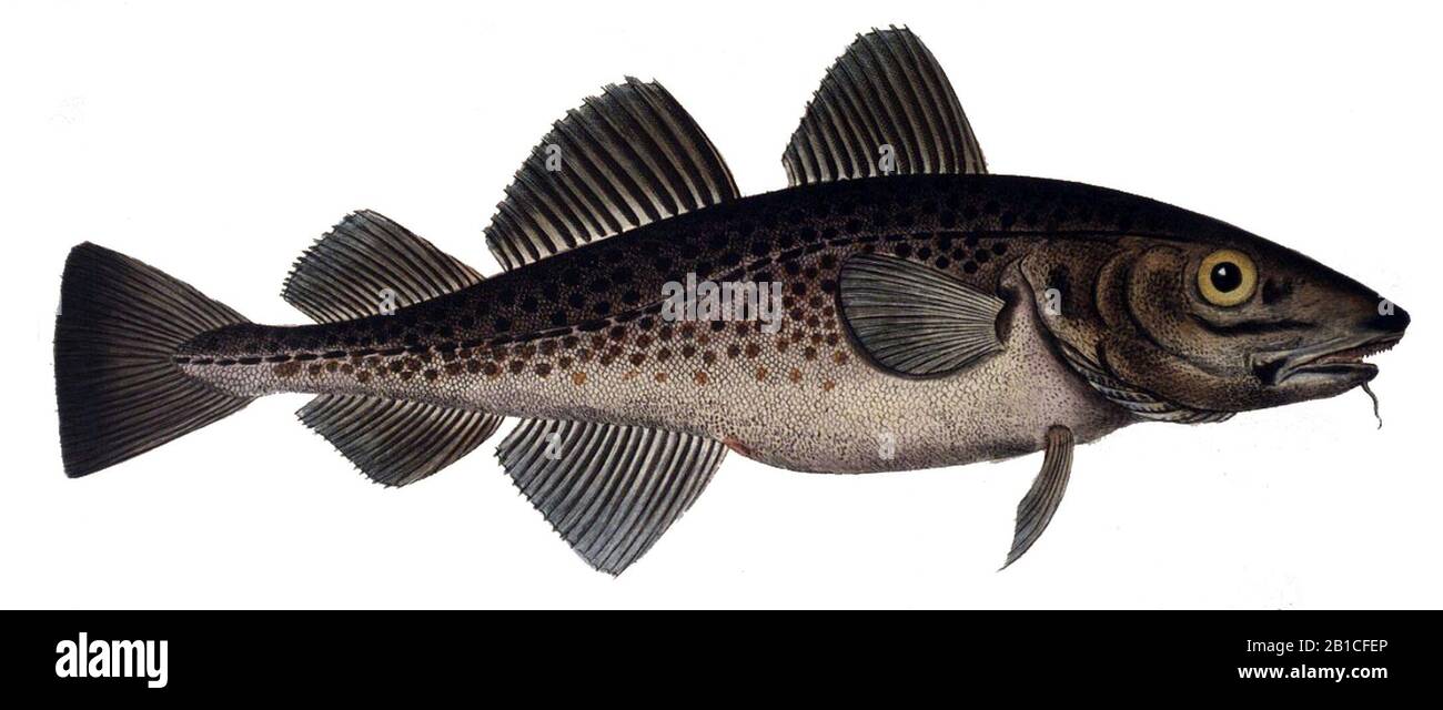 Gadus Cut Out Stock Images & Pictures - Alamy