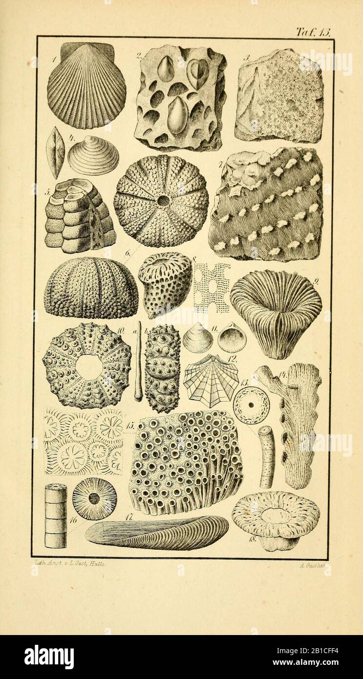 Gaea excursoria Germanica (Taf. 13 Stock Photo - Alamy