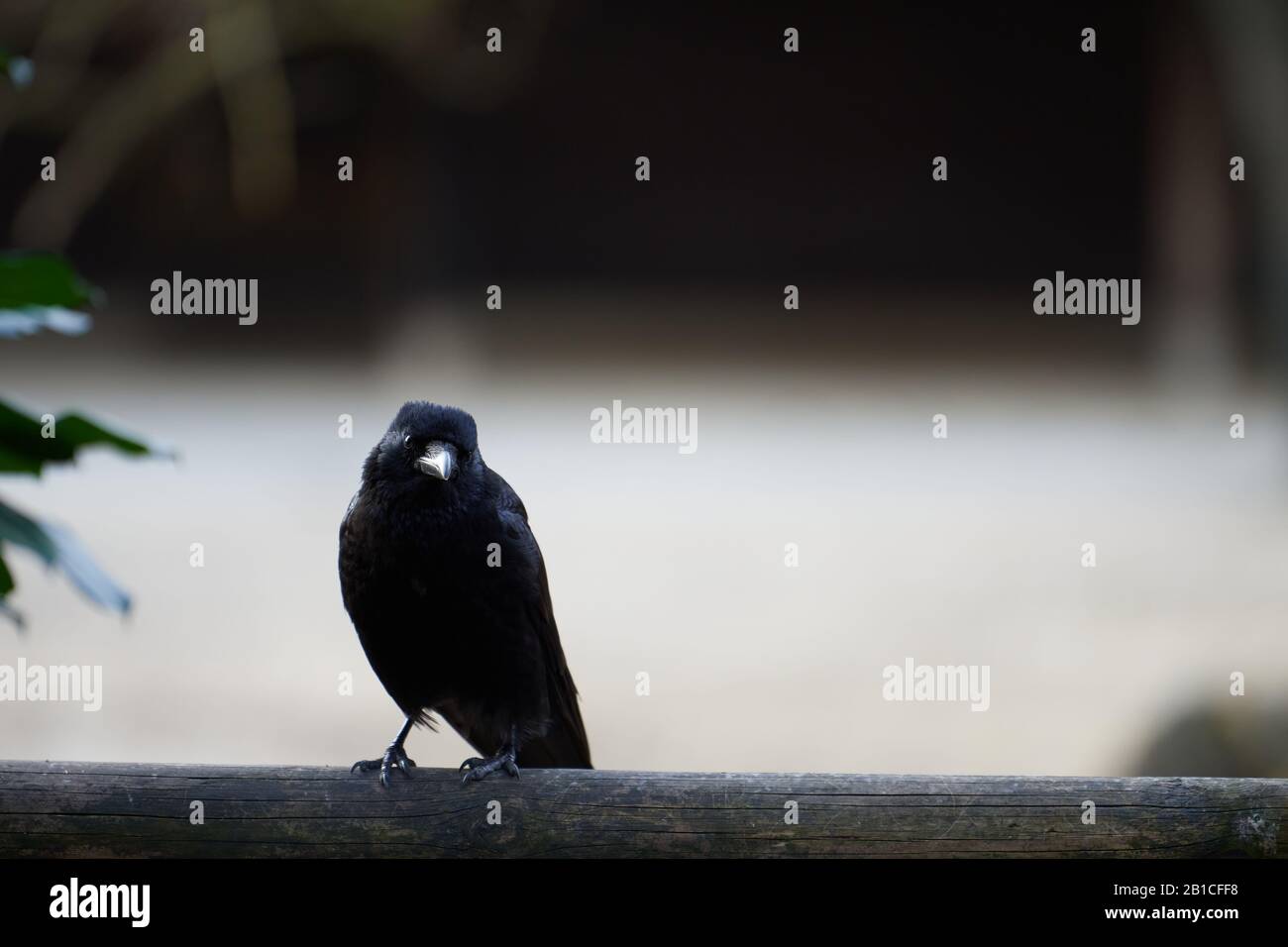 A cute young carrion crow (Corvus corone) staring at the camera on a ...