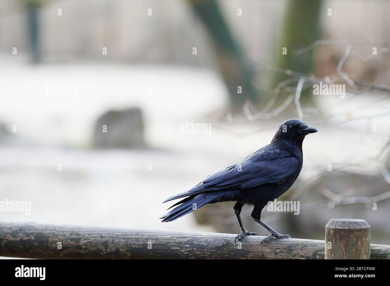 Black crow profile hi-res stock photography and images - Alamy