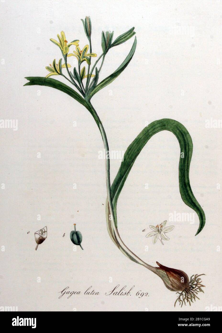 Gagea lutea — Flora Batava — Volume v9 Stock Photo - Alamy