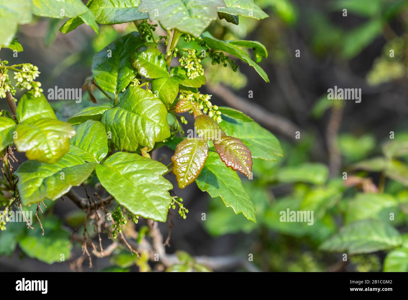 Fresh spring growth on nasty Poison Oak bush at Santa Susana Pass State ...