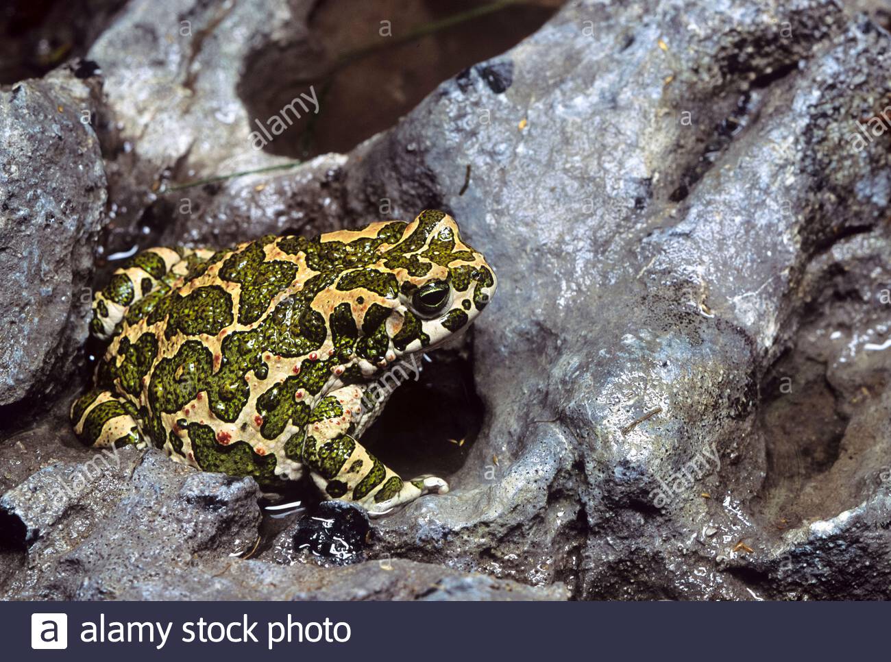 Camouflage Markings High Resolution Stock Photography and Images - Alamy