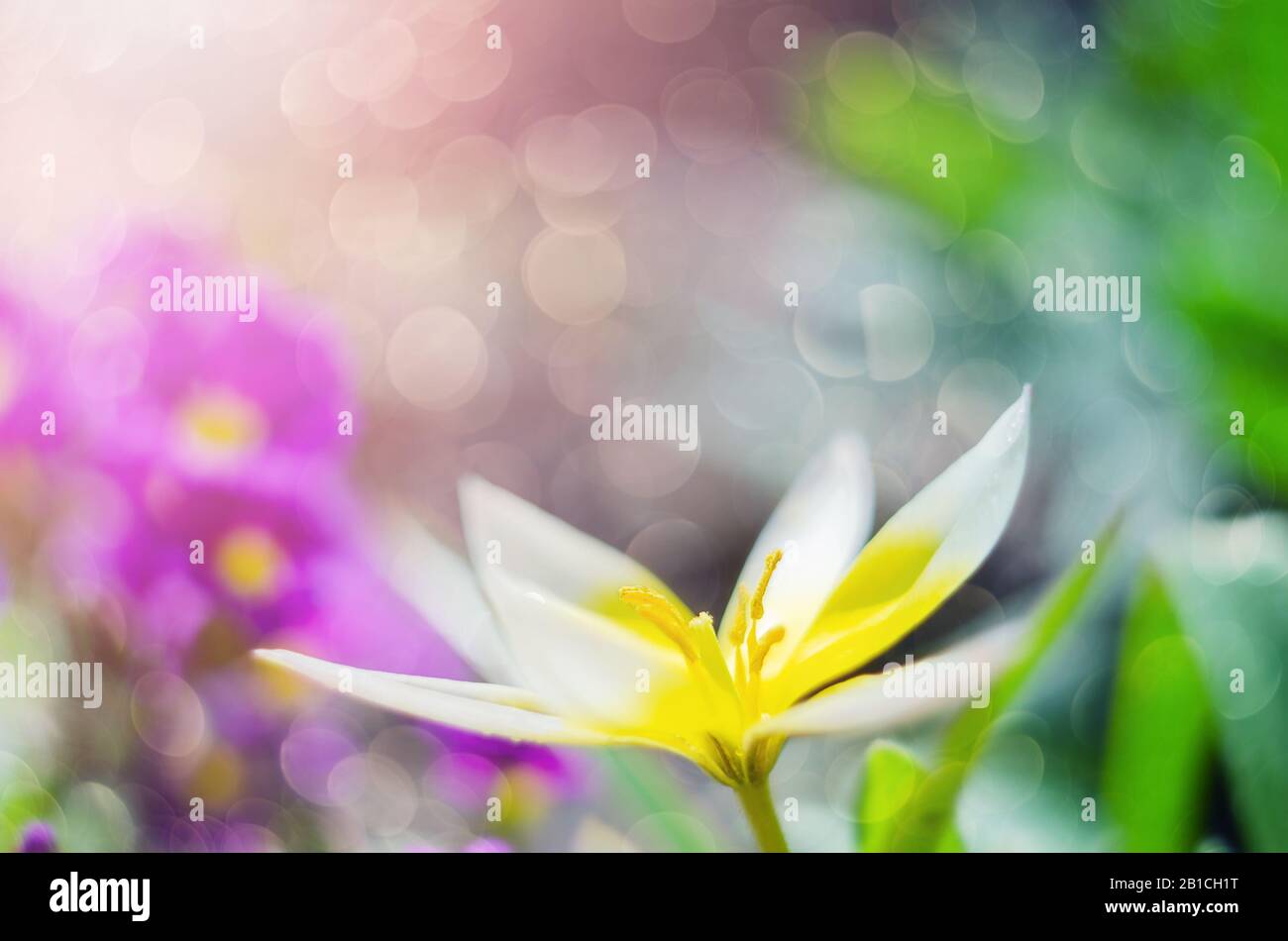 Blurred background with the first spring flowers. Selective focus Stock ...
