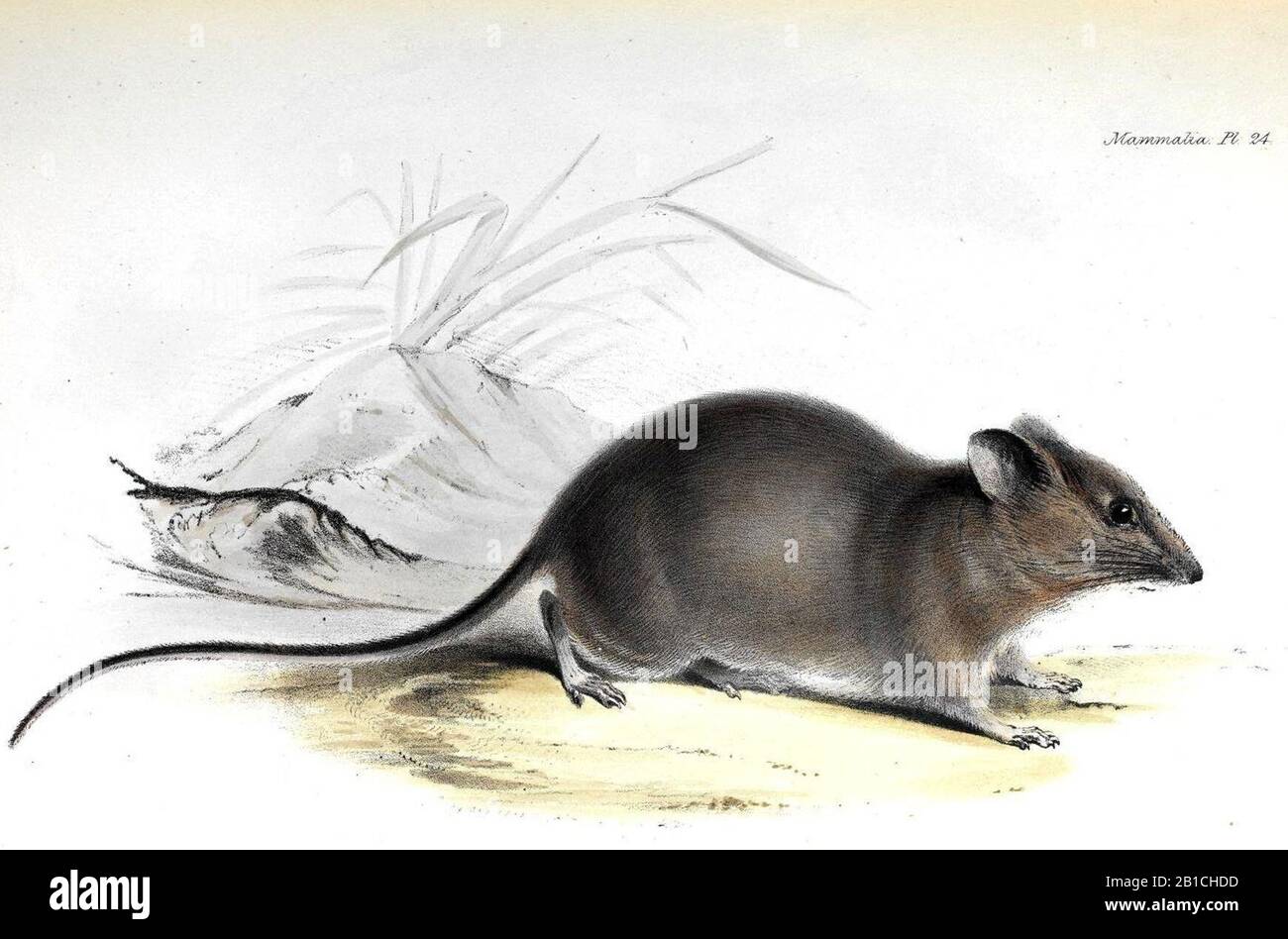 Rice rat hi-res stock photography and images - Alamy