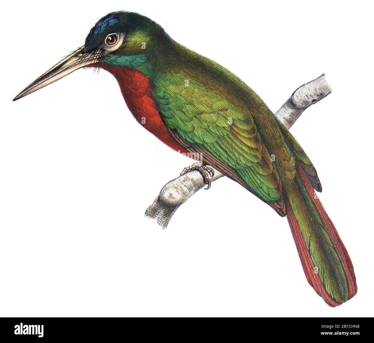 Galbula cyanicollis hi-res stock photography and images - Alamy