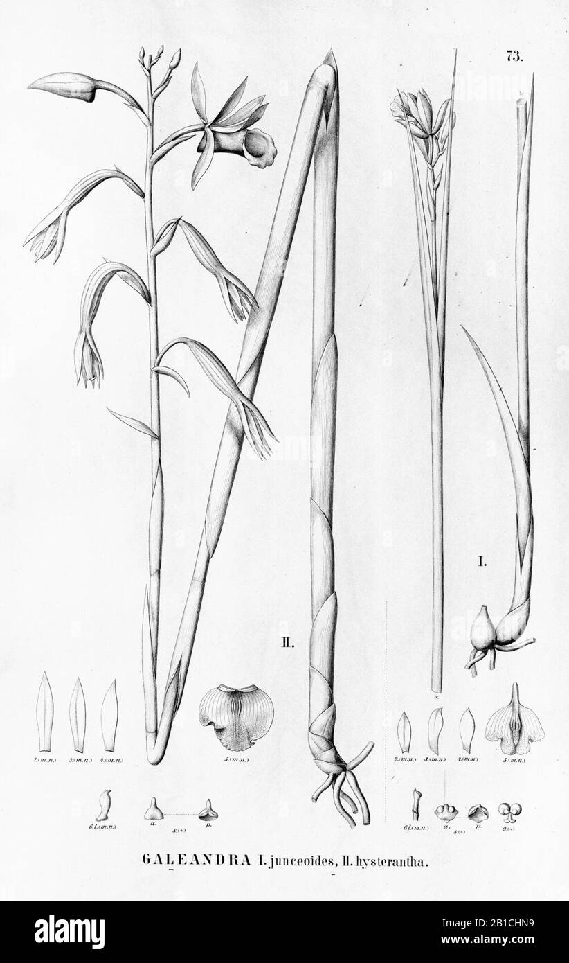Galeandra junceoides - Galeandra hysterantha - Flora Brasiliensis 3-4 ...