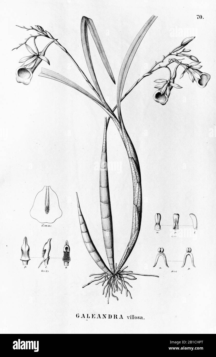 Galeandra stangeana (as Galeandra villosa) - Flora Brasiliensis 3-4-70 ...
