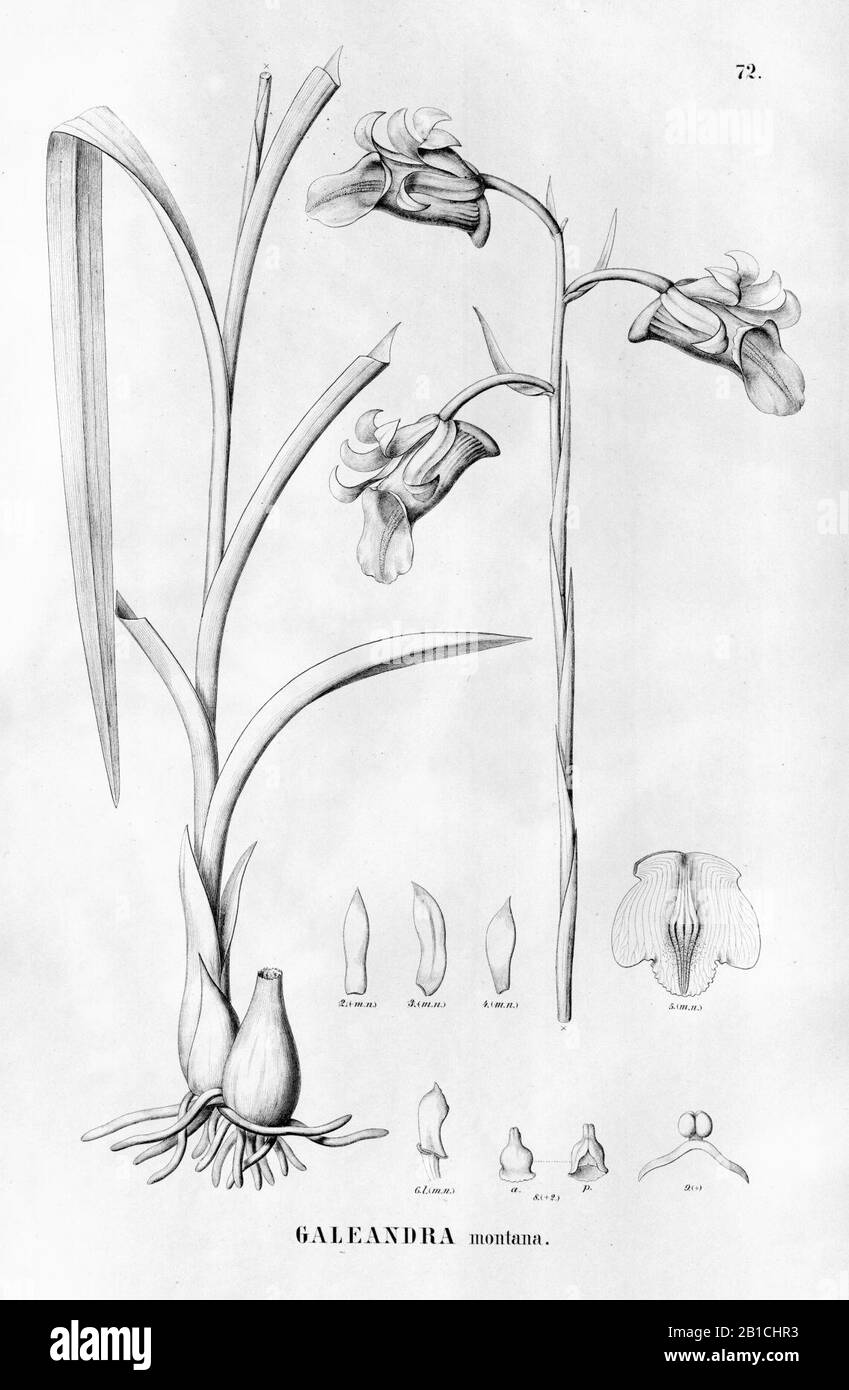 Galeandra lagoensis hi-res stock photography and images - Alamy