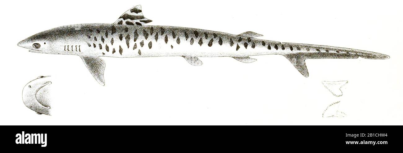 Galeocerdo rayneri hi-res stock photography and images - Alamy