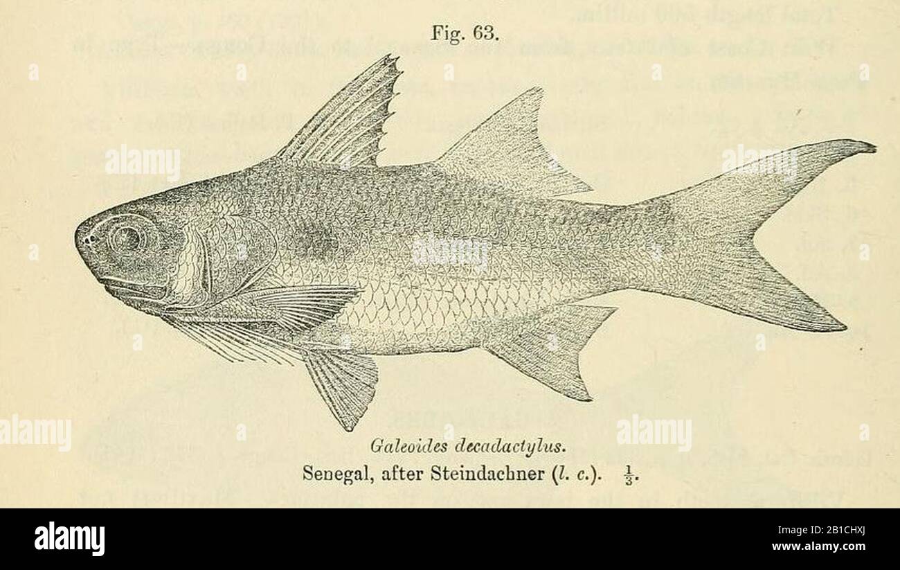 Galeoides decadactylus hi-res stock photography and images - Alamy