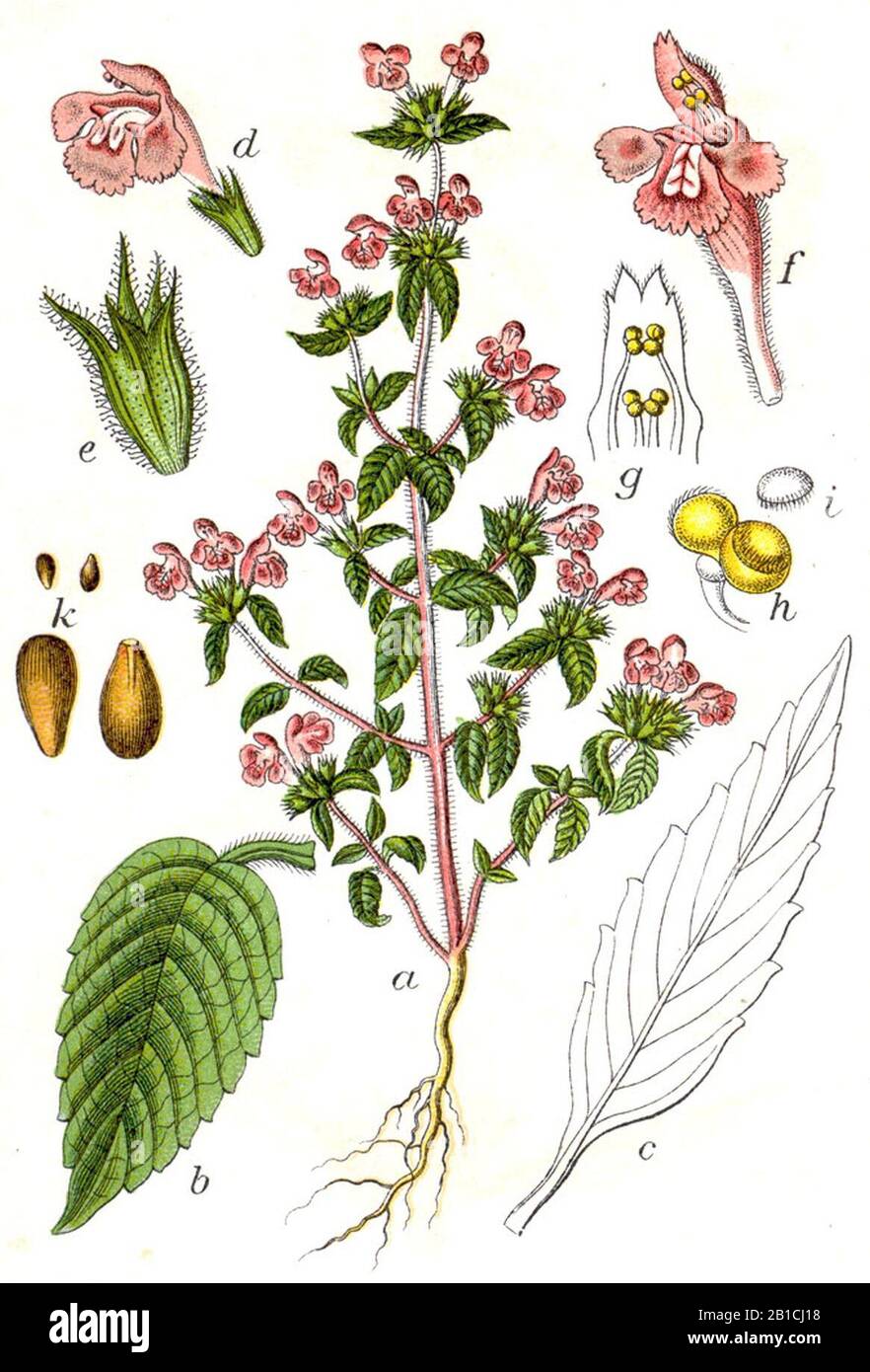 Ladanum hi-res stock photography and images - Alamy