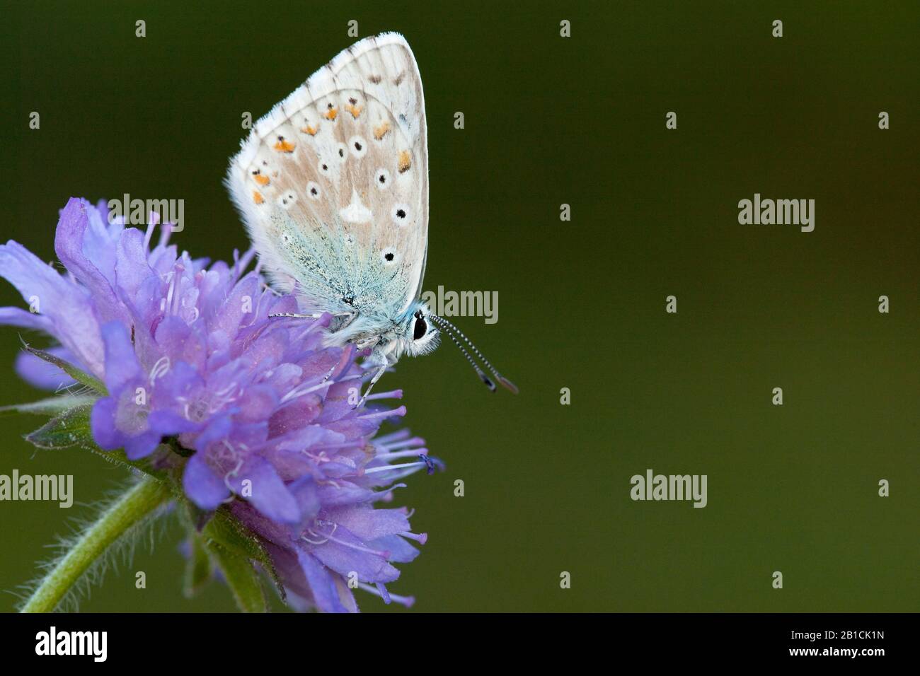 Blue scabious butterfly hi-res stock photography and images - Alamy