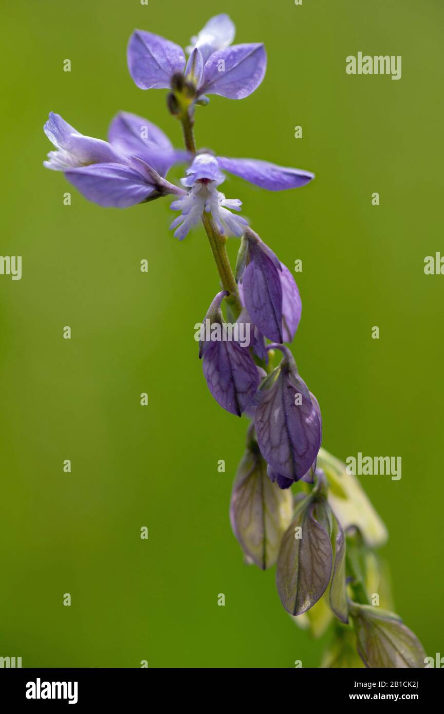 common milkwort (Polygala vulgaris), flowers, Germany, Bavaria ...