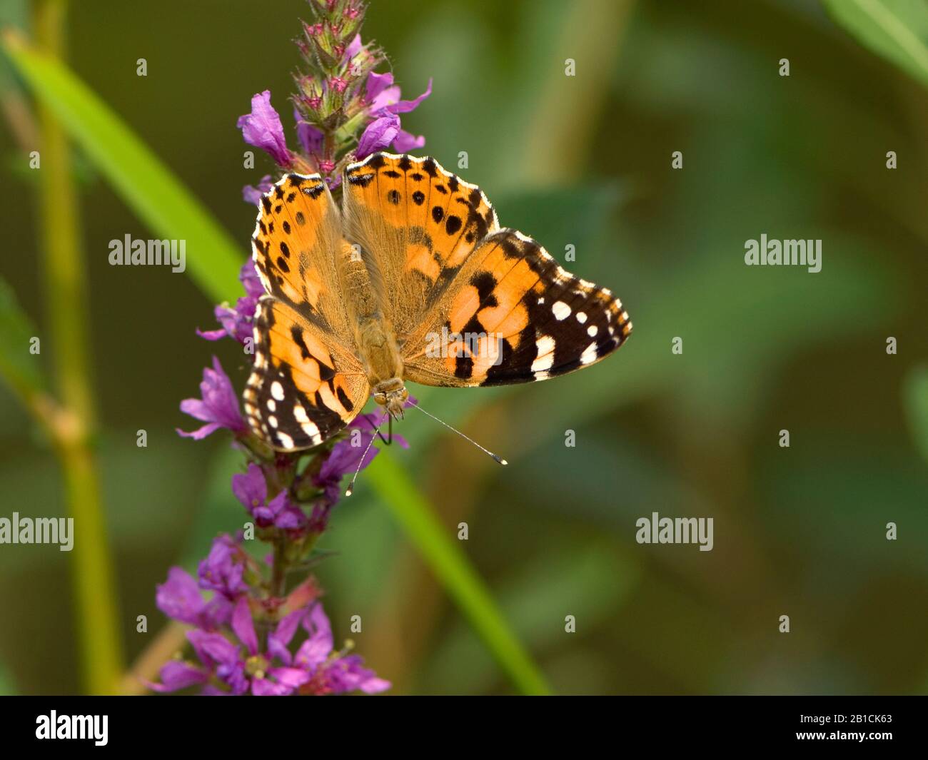 Painted lady (Cynthia cardui, Vanessa cardui, Pyrameis cardui), top ...