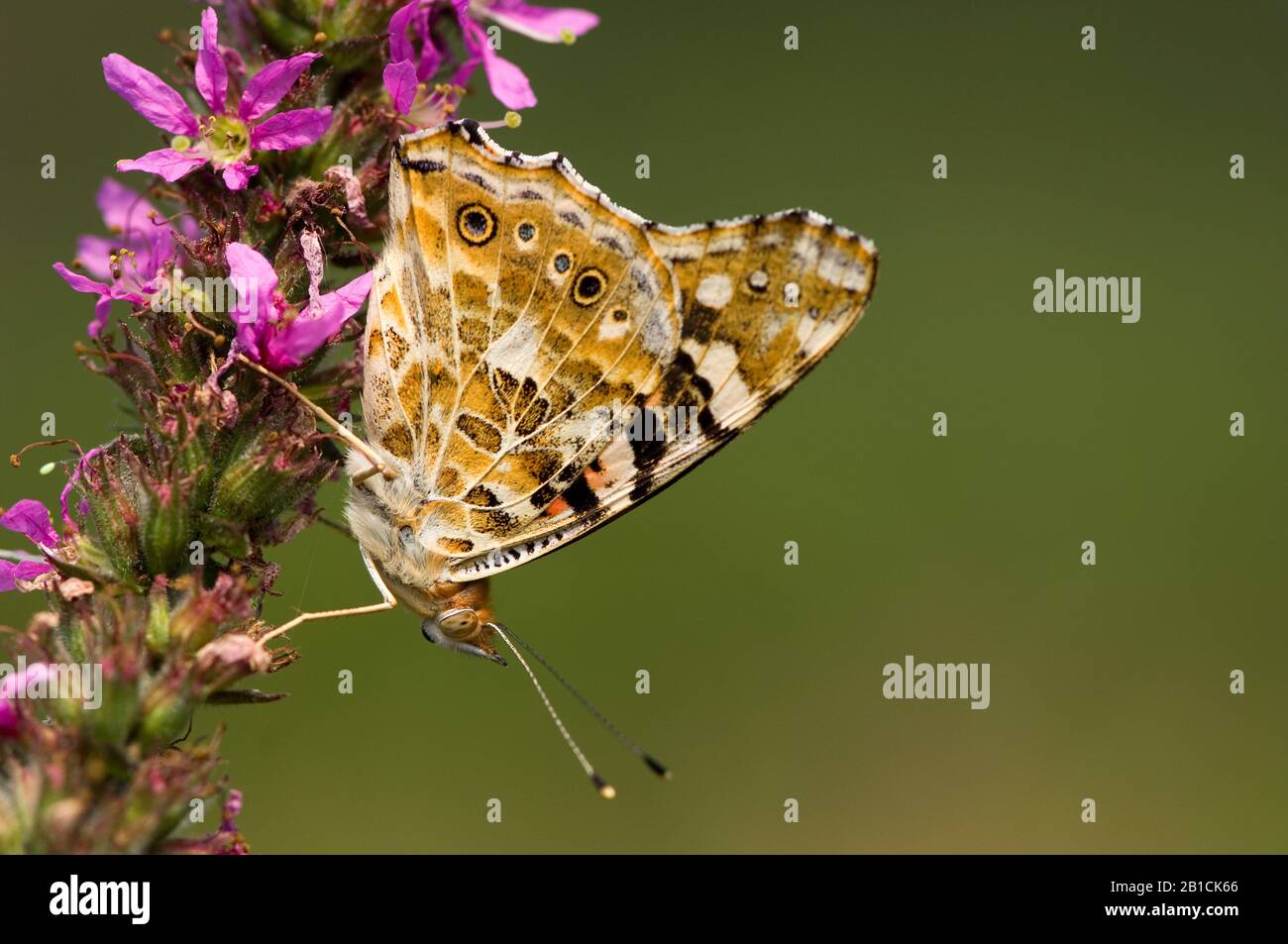 Painted lady wings underside hi-res stock photography and images - Alamy