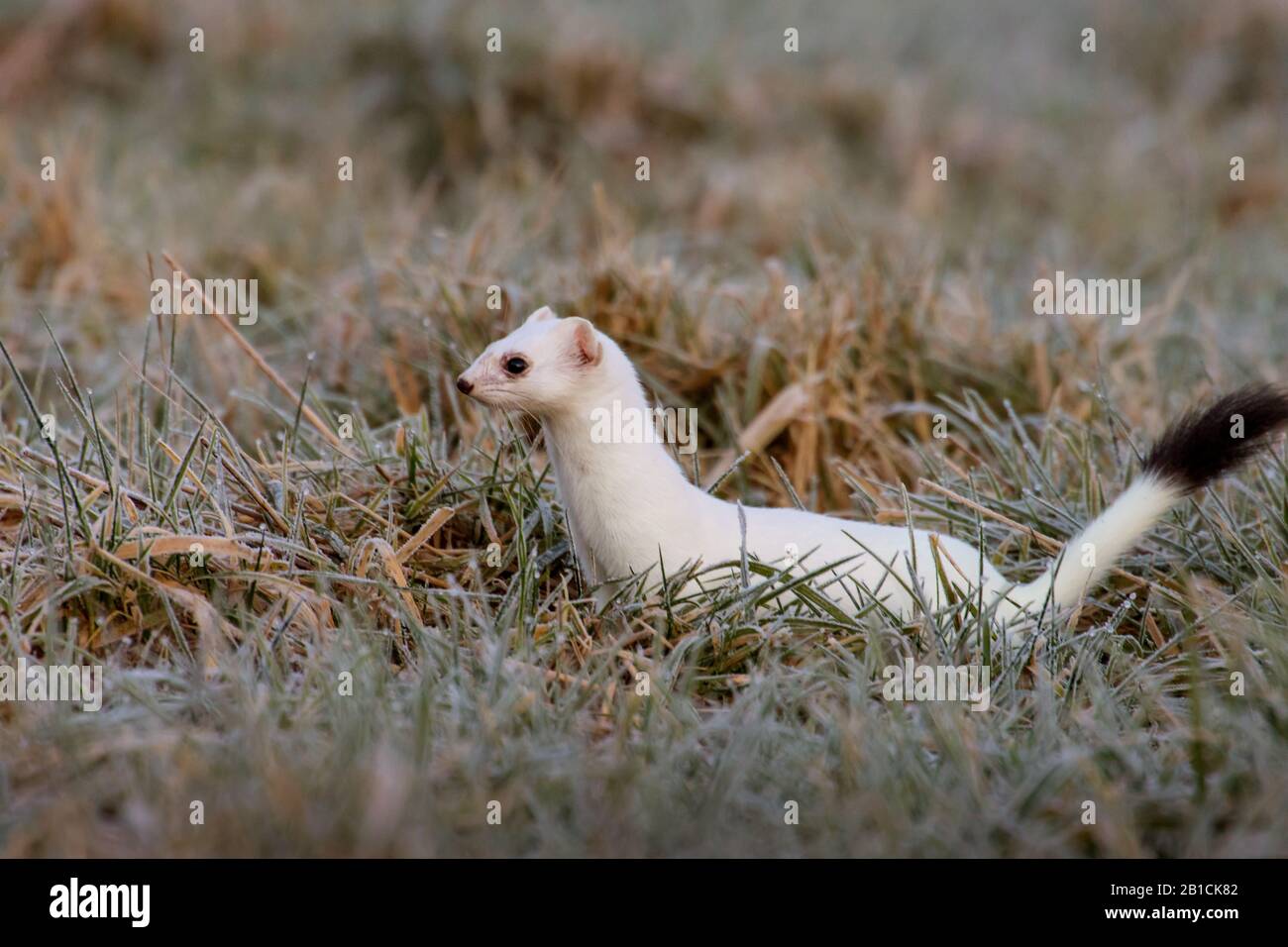 Ermine, Stoat, Short-tailed weasel (Mustela erminea), foraging in ...
