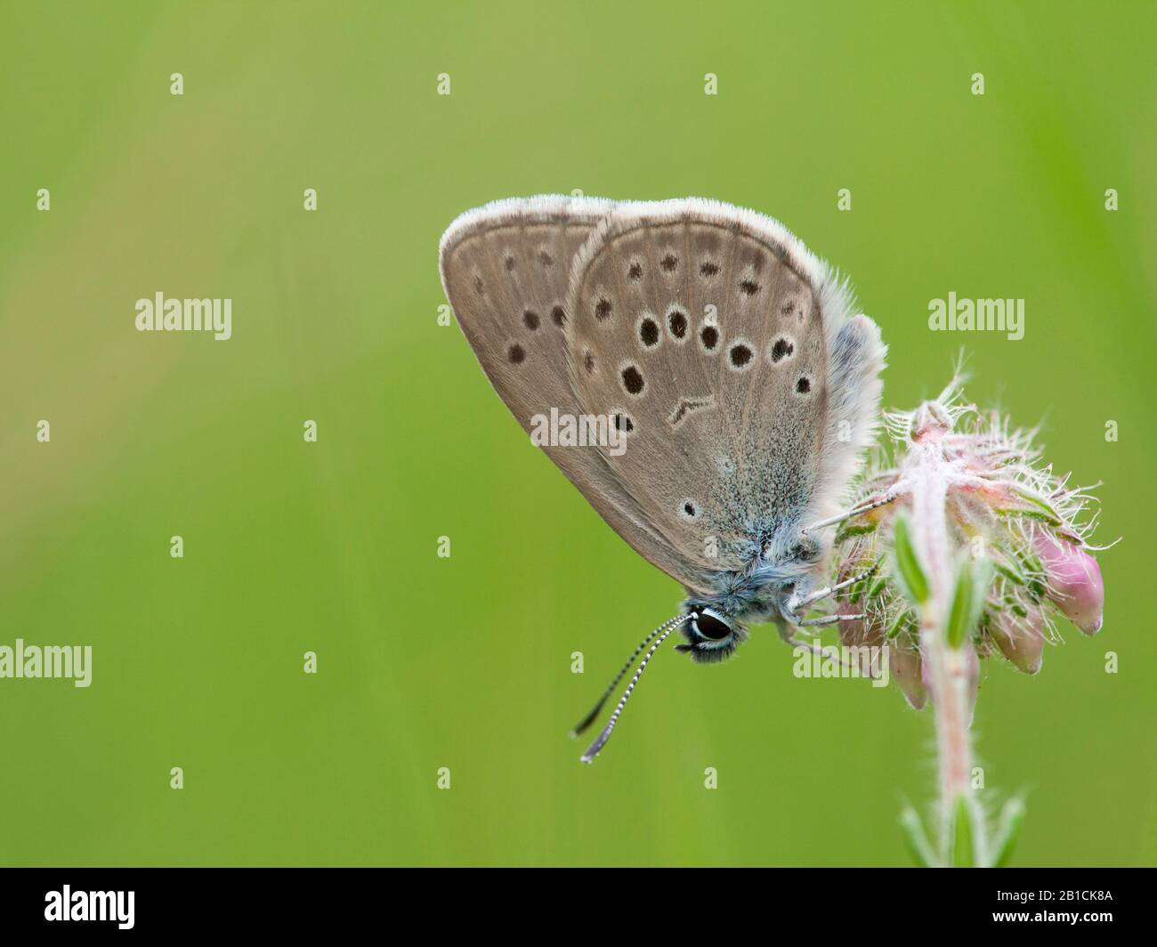 Alcon blue, Alcon large blue (Phengaris alcon, Maculinea alcon ...