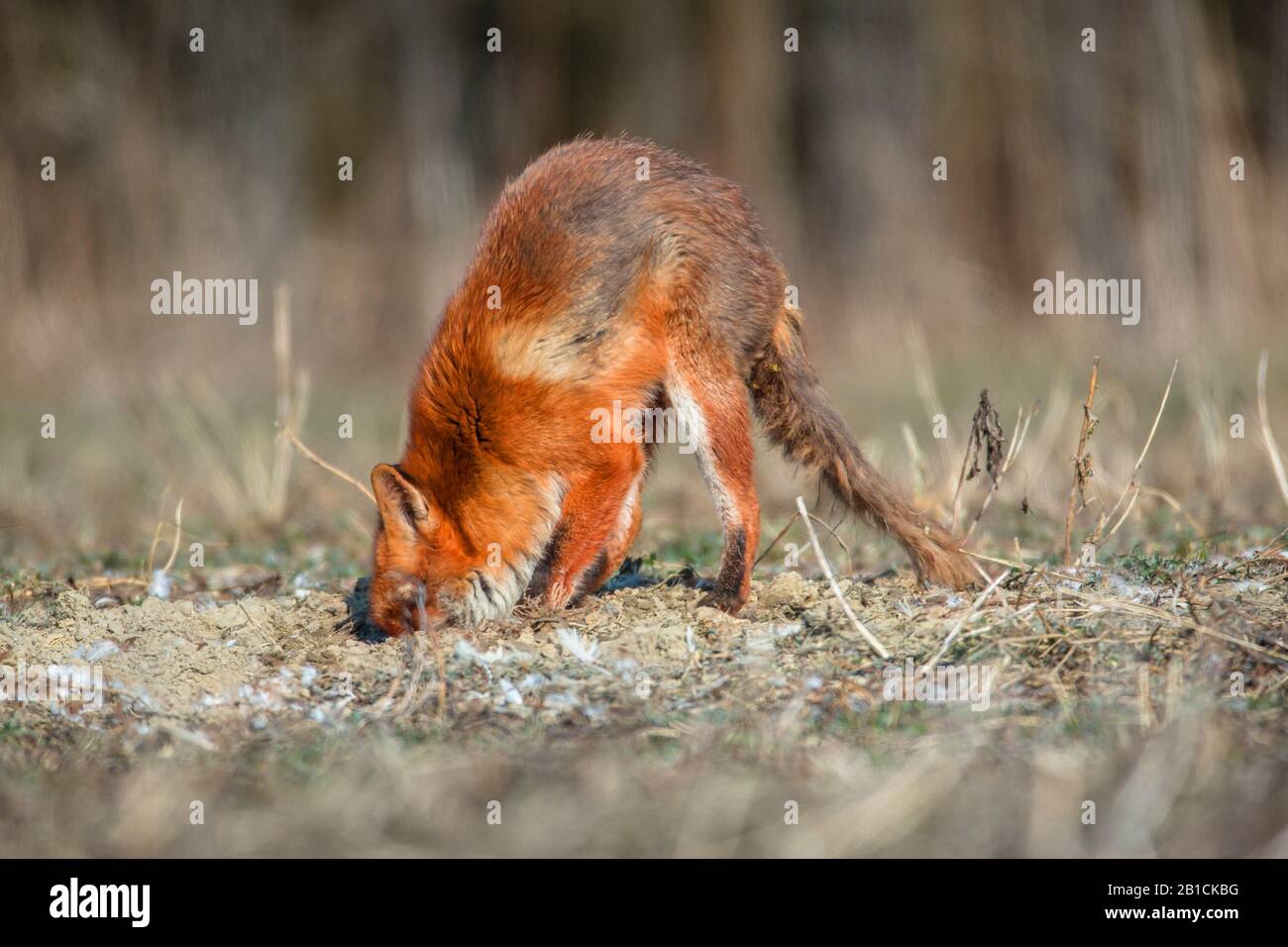 red fox (Vulpes vulpes), digging for a mouse, side view, Germany ...