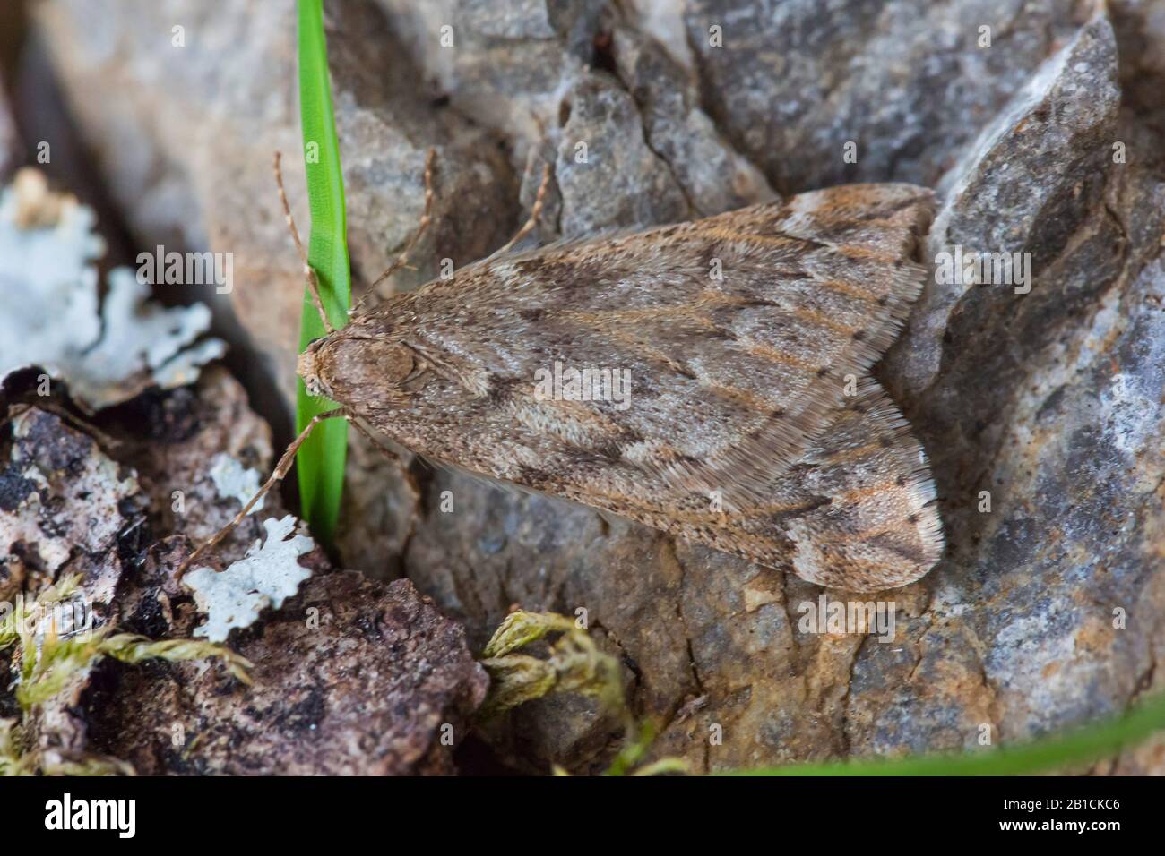 March moth hi-res stock photography and images - Alamy