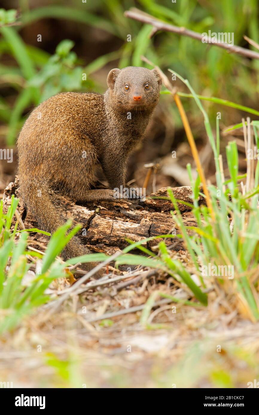 dwarf mongoose (Helogale parvula), sitting on dead wood, South Africa ...