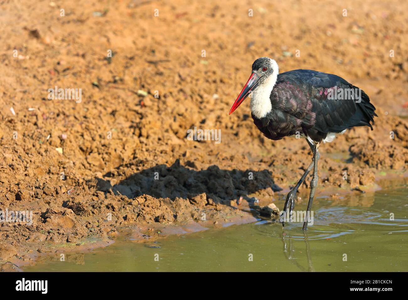 African woolly necked stork hi-res stock photography and images - Alamy