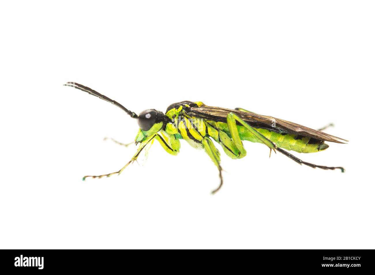 Netherlands holland europe friesland Cut Out Stock Images & Pictures ...