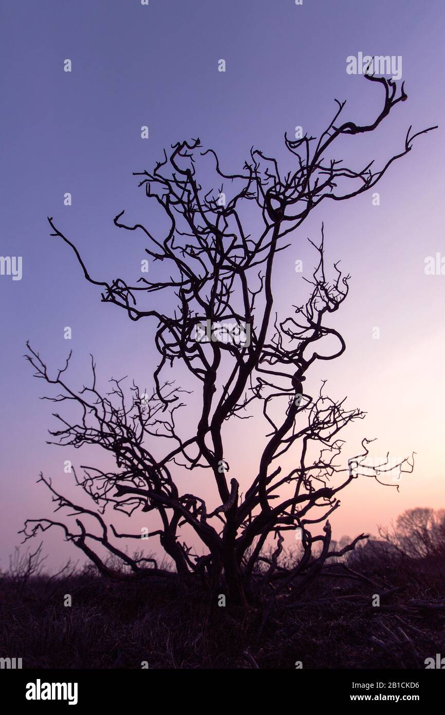 Common Heather, Ling, Heather (Calluna vulgaris), burnt Heather in ...