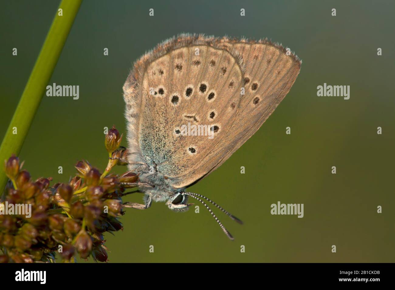 Alcon blue, Alcon large blue (Phengaris alcon, Maculinea alcon ...