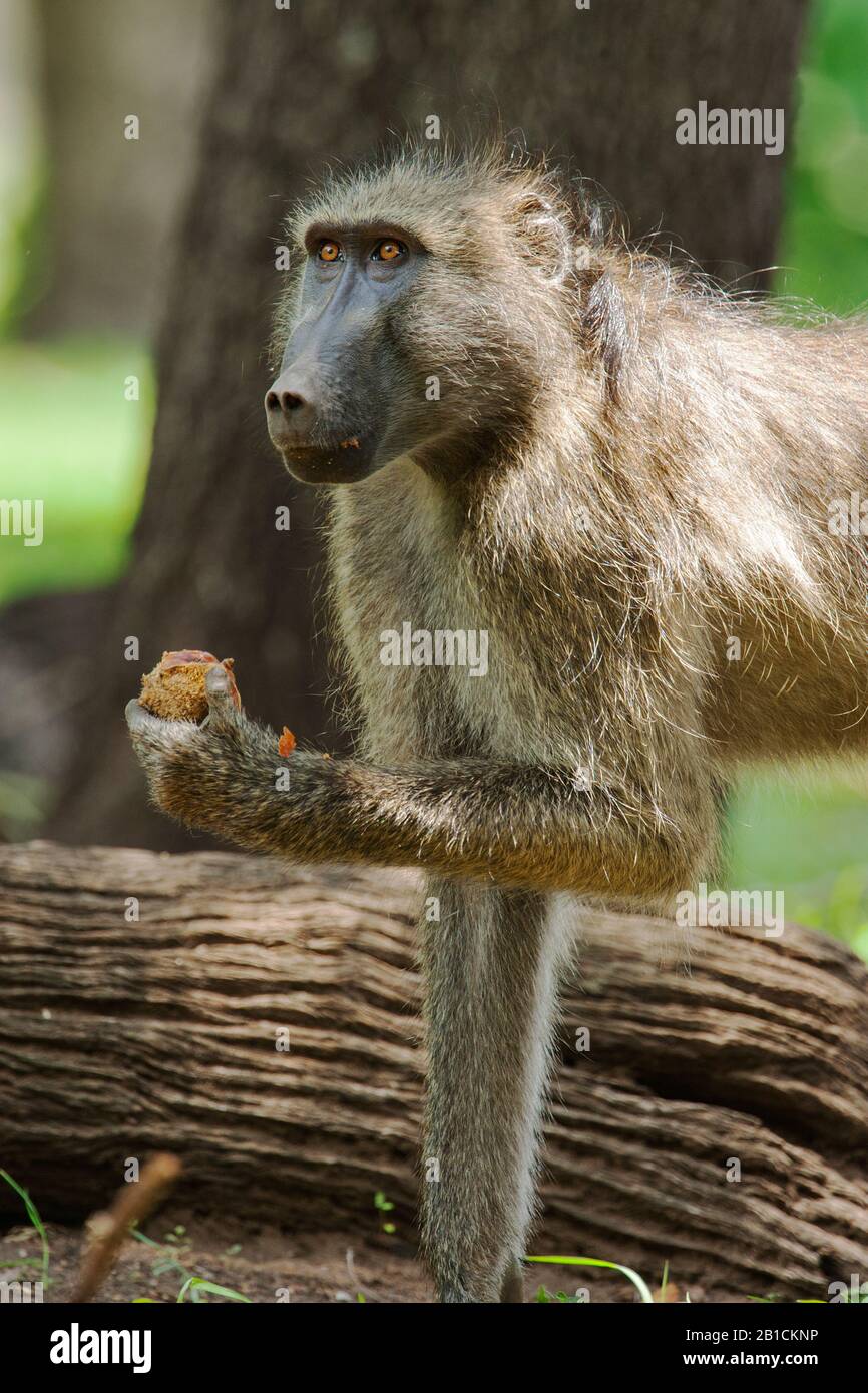 Baboons eating hi-res stock photography and images - Alamy