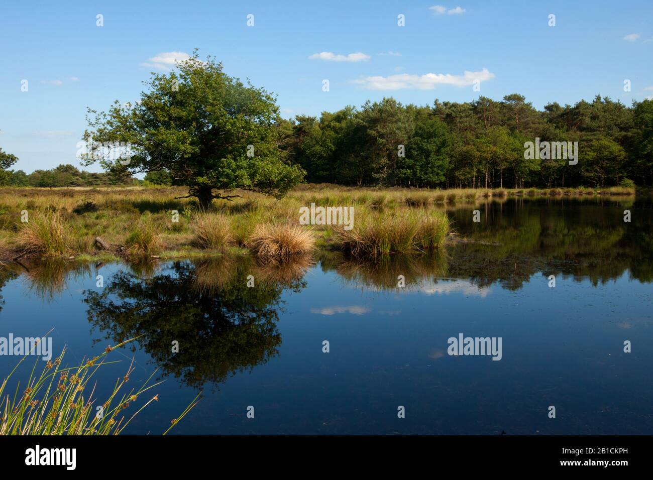 Dwingelderveld national park hi-res stock photography and images - Alamy
