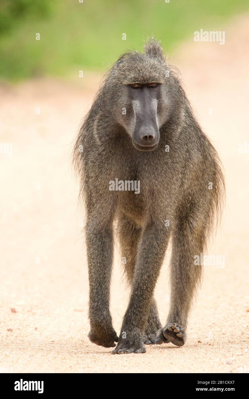 Chacma baboon, anubius baboon, olive baboon (Papio ursinus, Papio ...