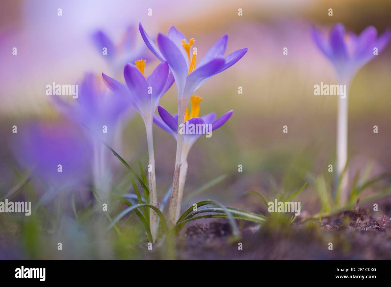 Crocuses are native to woodland hi-res stock photography and images - Alamy