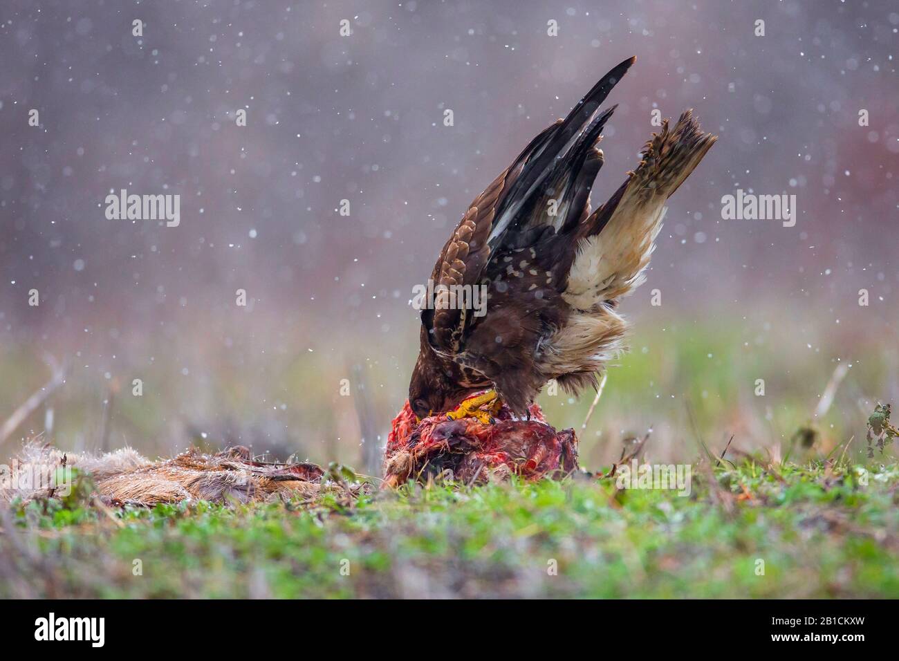 Dead Deer High Resolution Stock Photography and Images - Alamy