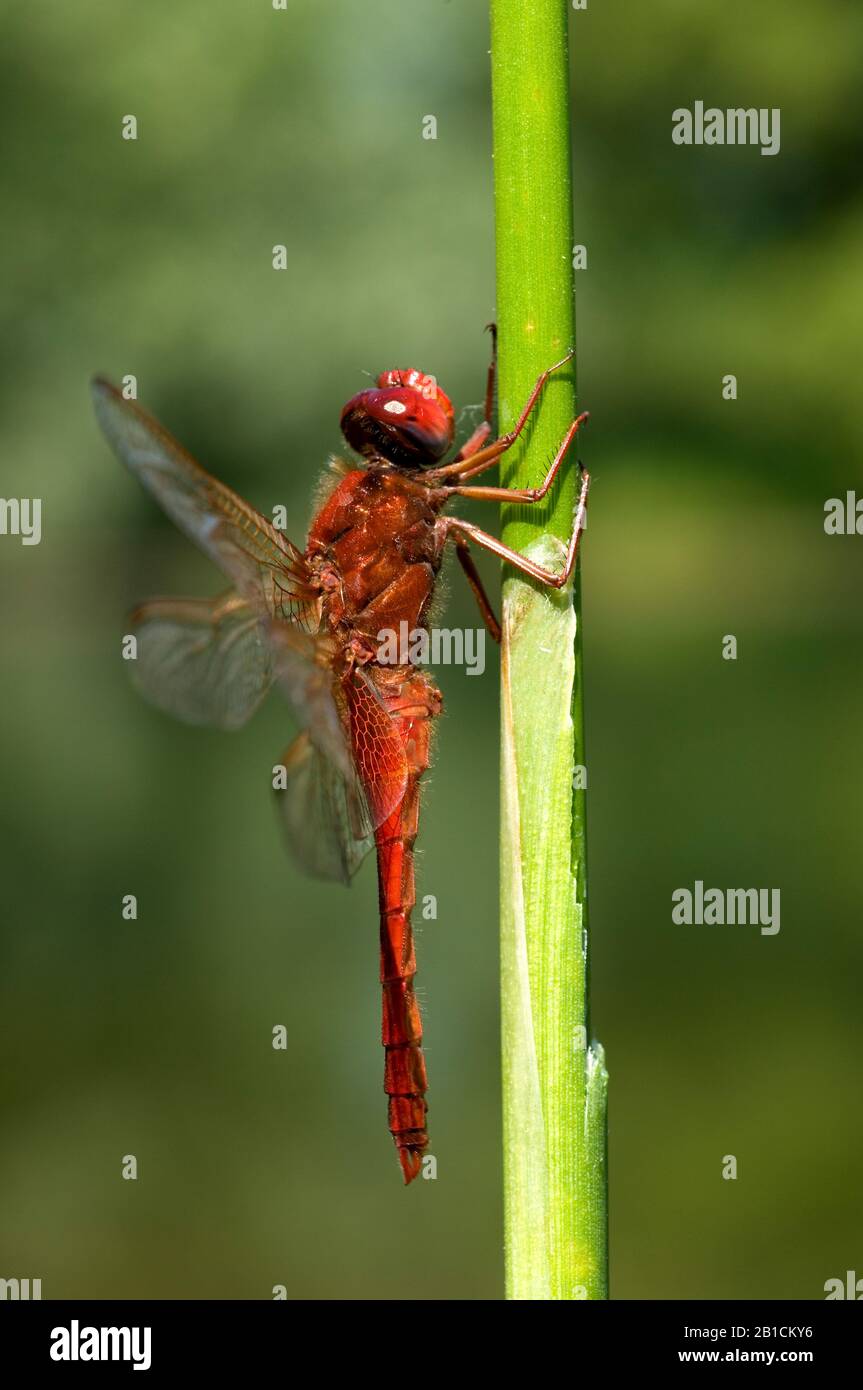 Broad Scarlet, Common Scarlet-darter, Scarlet Darter, Scarlet Dragonfly ...