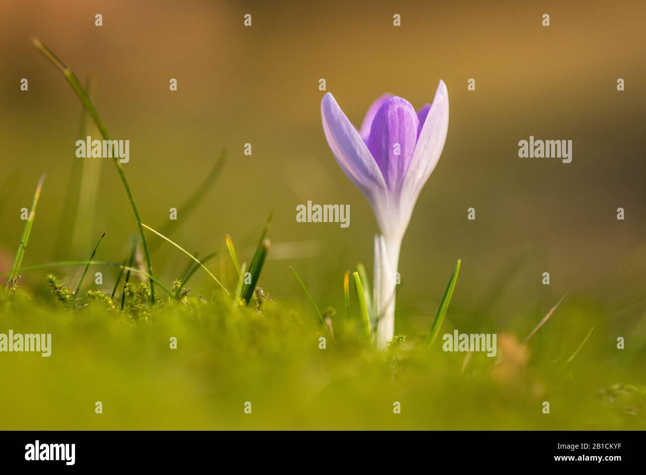 Early Crocus, Woodland crocus, Tomasini's crocus (Crocus tommasinianus ...