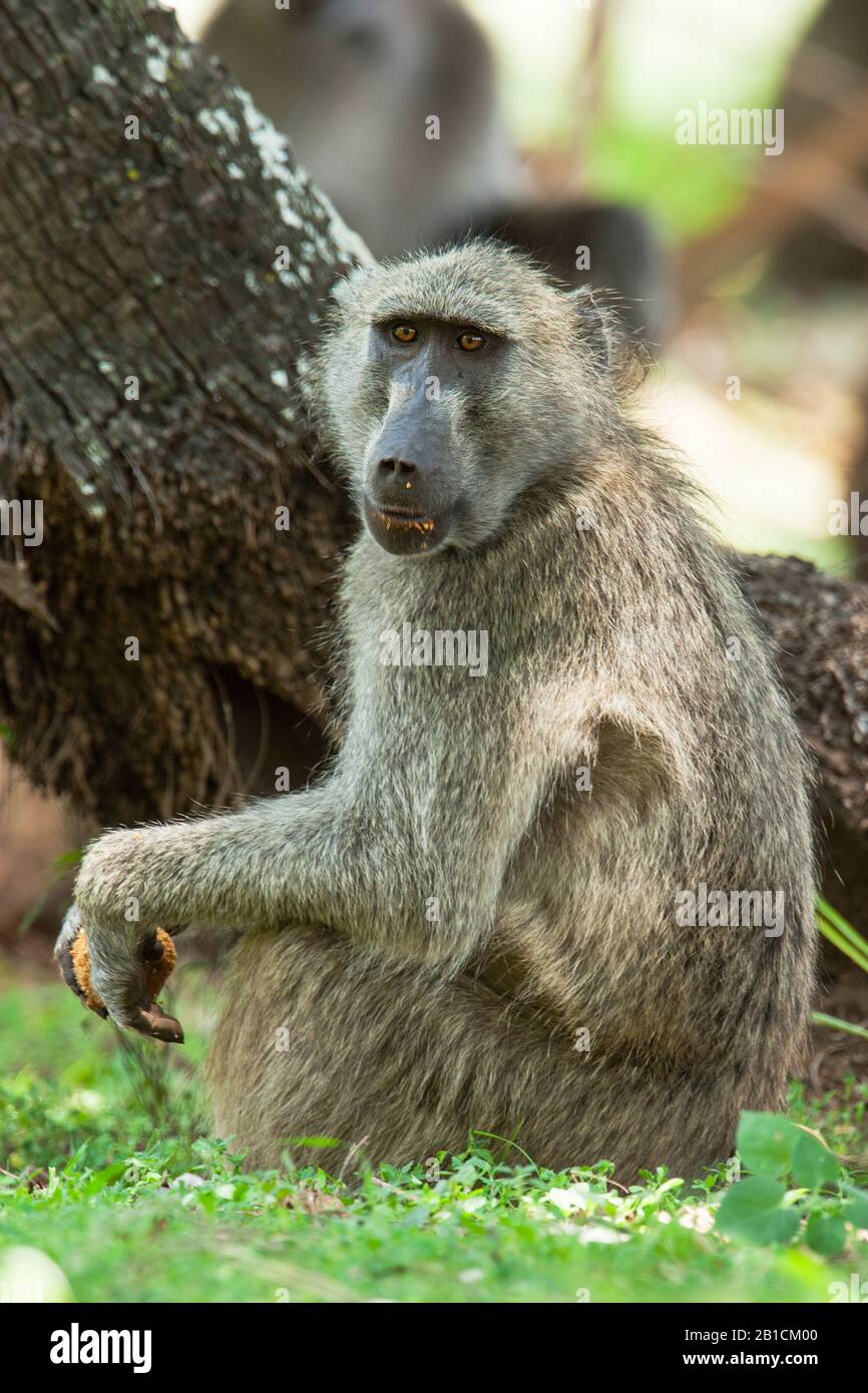 Baboons eating hi-res stock photography and images - Alamy