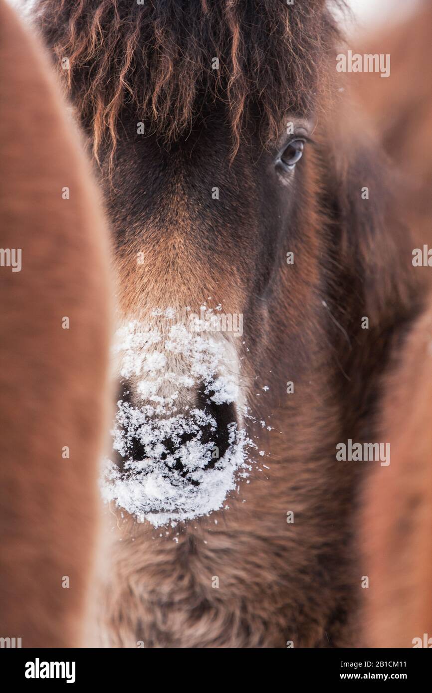 Pony Nose High Resolution Stock Photography and Images - Alamy