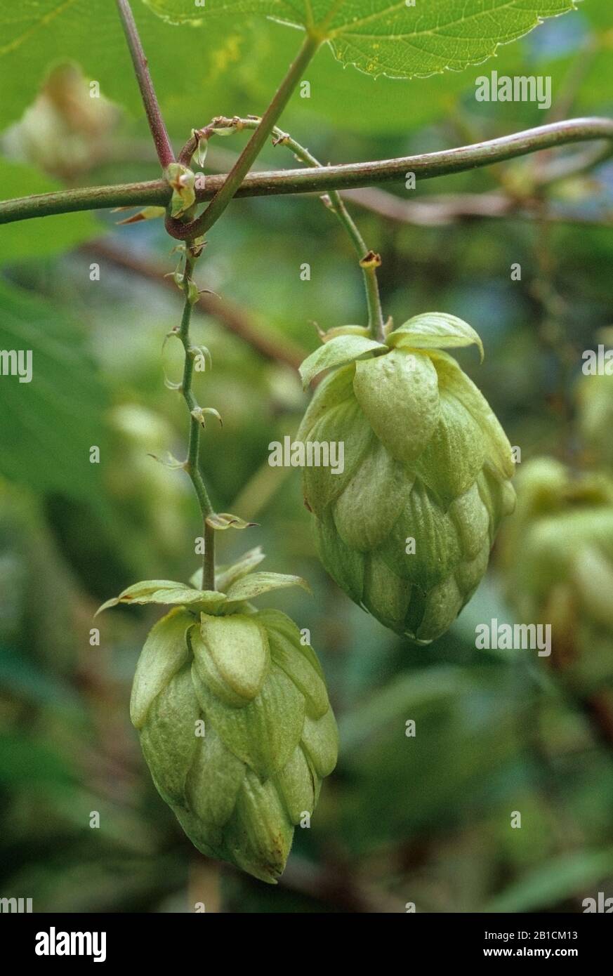 common hop (Humulus lupulus), fruits, Italy, South Tyrol, Vinschgau ...
