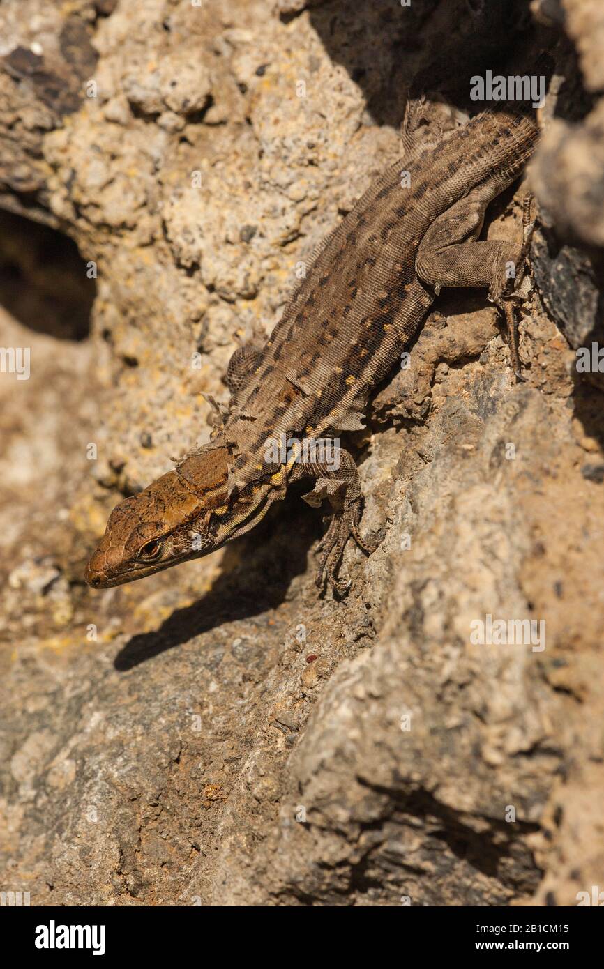 Reptiles de tenerife hi-res stock photography and images - Alamy