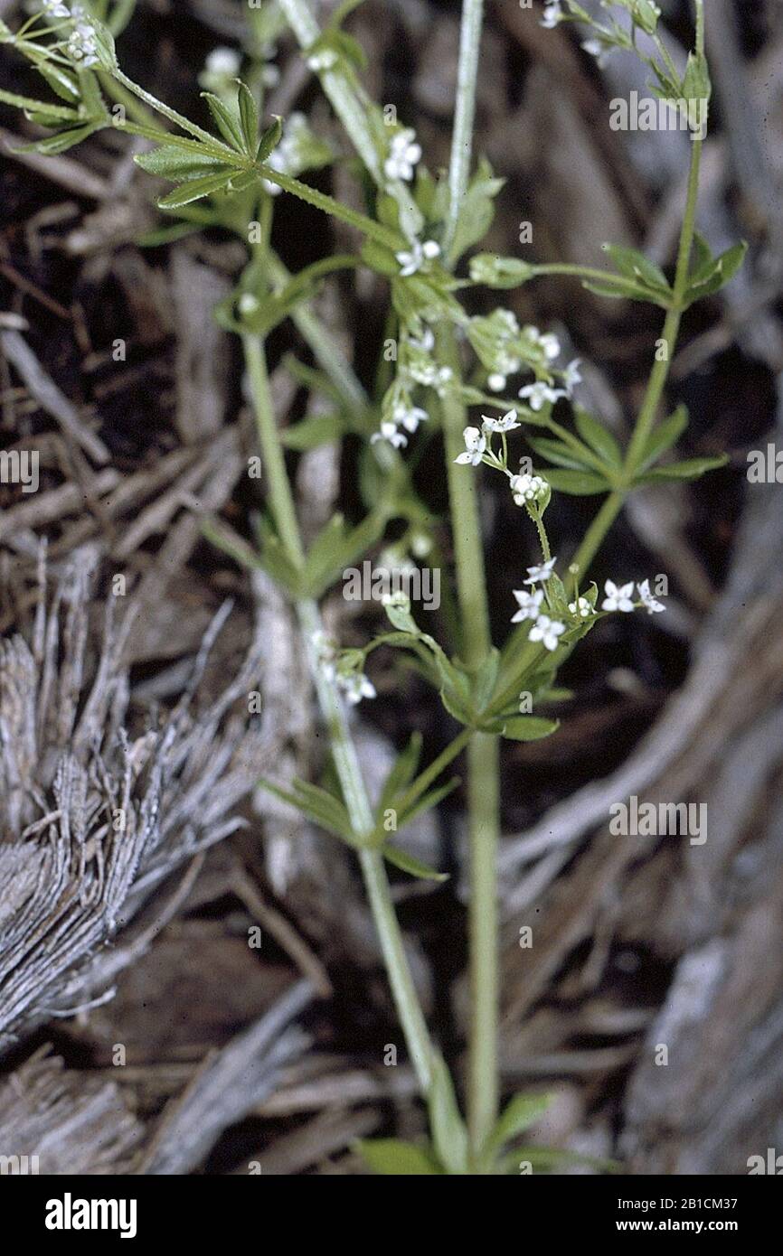 Asprellum hi-res stock photography and images - Alamy