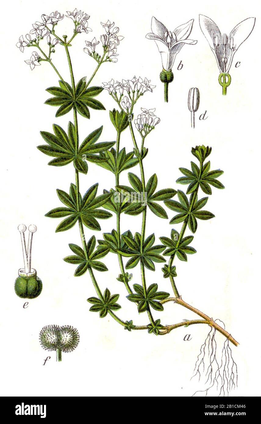 Galium odoratum Sturm47 Stock Photo - Alamy