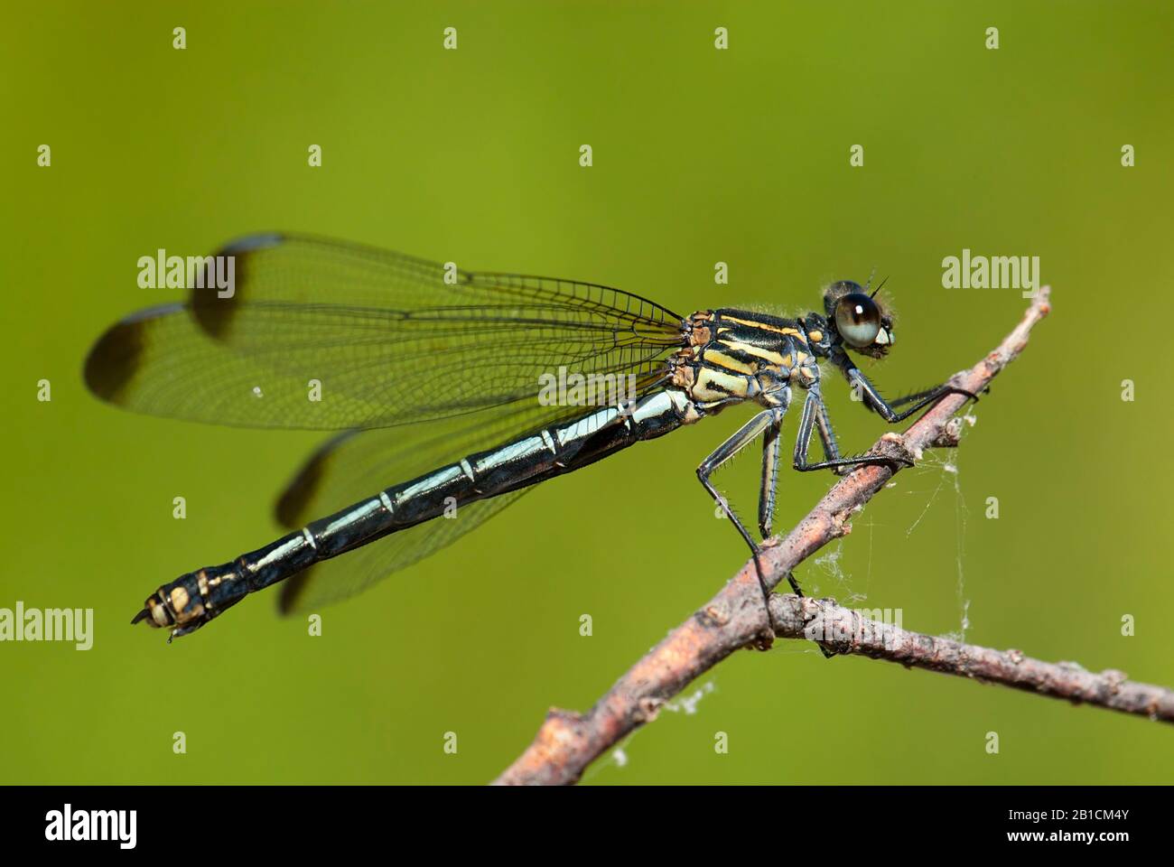 Odalisque hi-res stock photography and images - Alamy