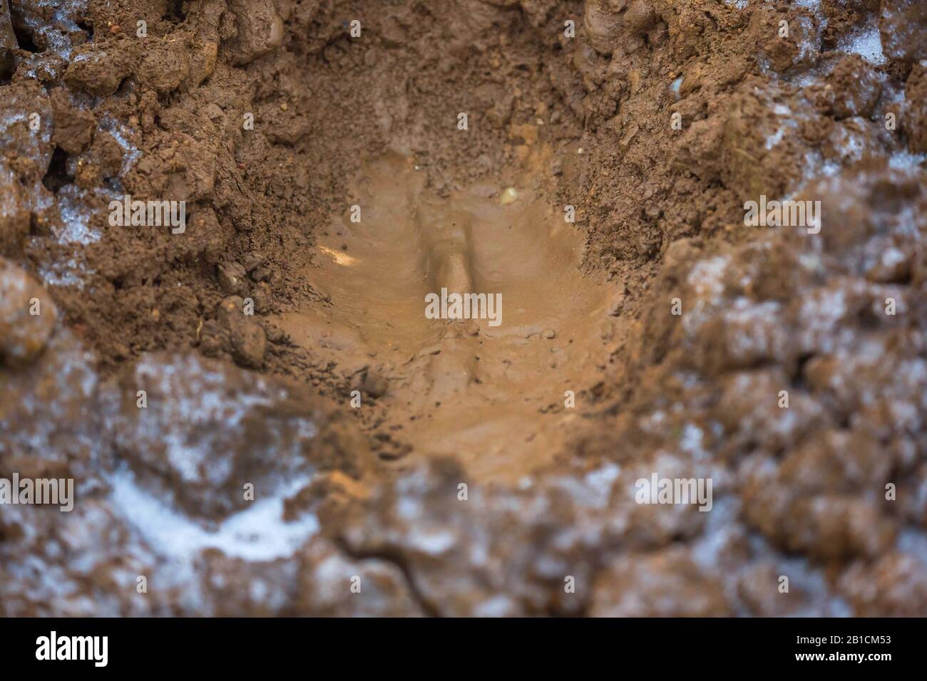 Hares form hi-res stock photography and images - Alamy