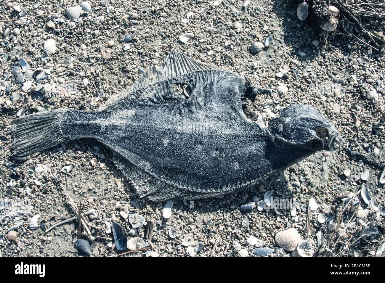 Conch on beach hi-res stock photography and images - Alamy
