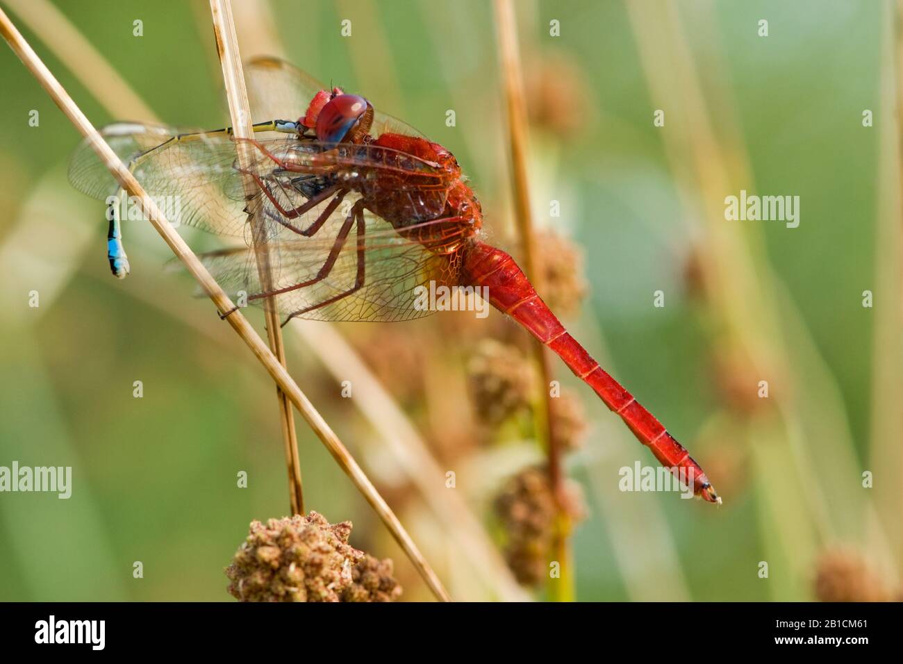 Broad Scarlet, Common Scarlet-darter, Scarlet Darter, Scarlet Dragonfly ...