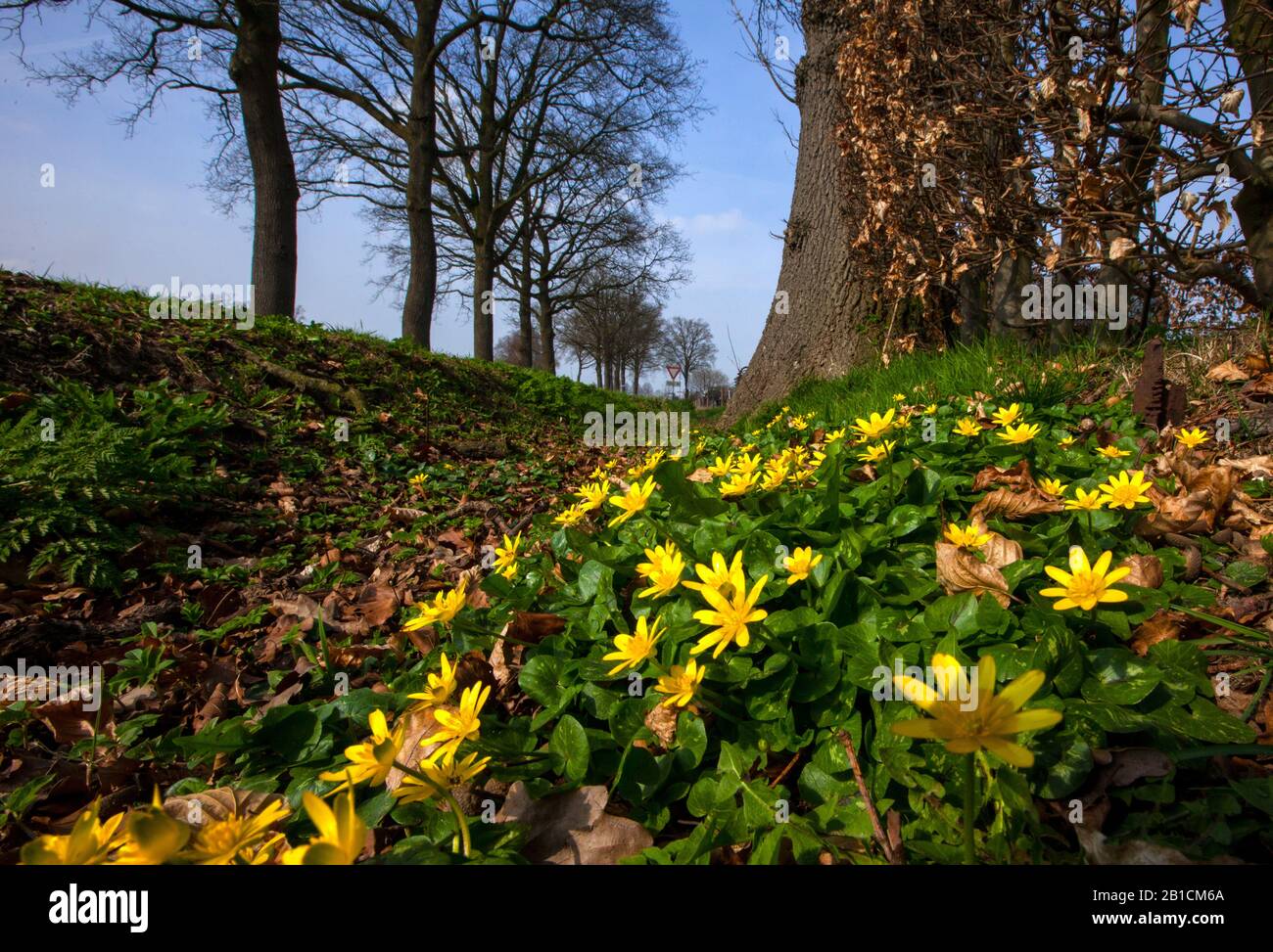 lesser celandine, fig-root butter-cup (Ranunculus ficaria, Ficaria ...