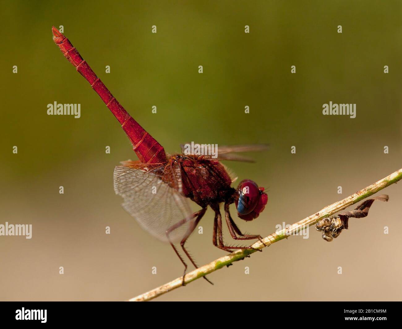 Broad Scarlet, Common Scarlet-darter, Scarlet Darter, Scarlet Dragonfly ...