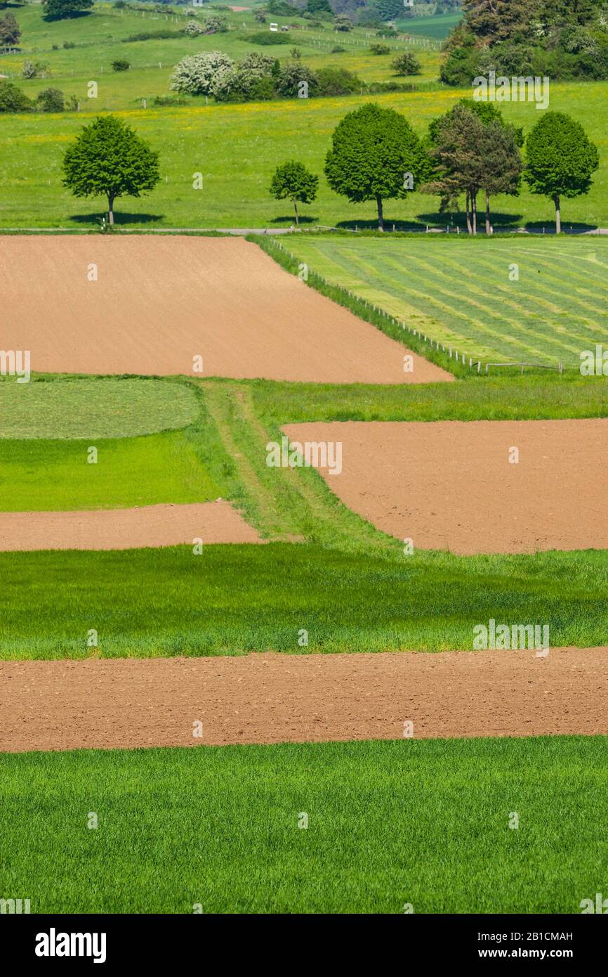 field landscape, Germany, North Rhine-Westphalia, Eifel, Alendorf Stock ...