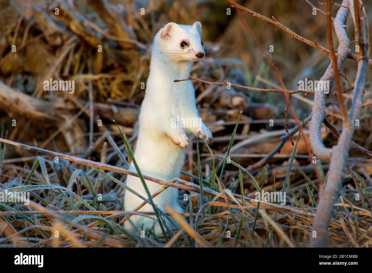 Ermine, Stoat, Short-tailed weasel (Mustela erminea), stands erect in ...